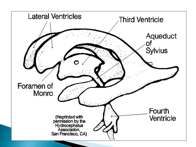 BLOOD SUPPLY OF THE BRAIN, VENTRICLES , and CSF.pptx