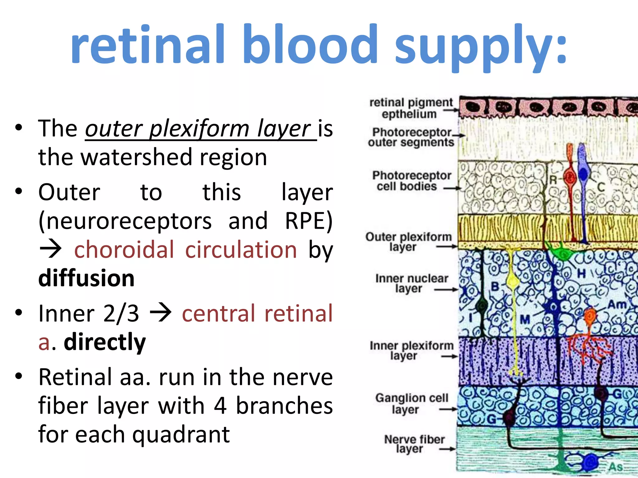 Blood supply of the eye | PPTX