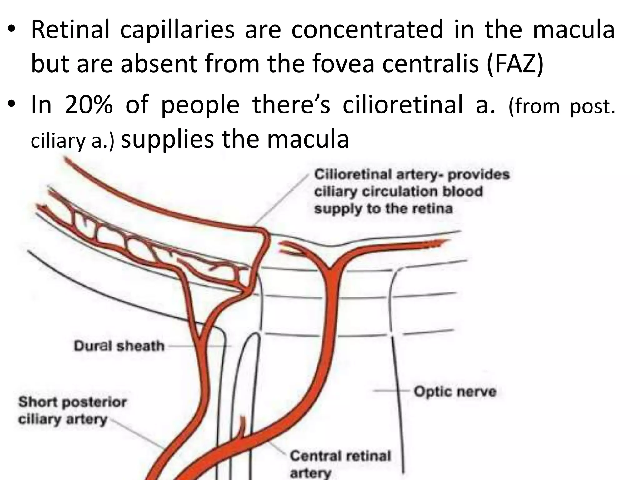 Blood supply of the eye | PPTX