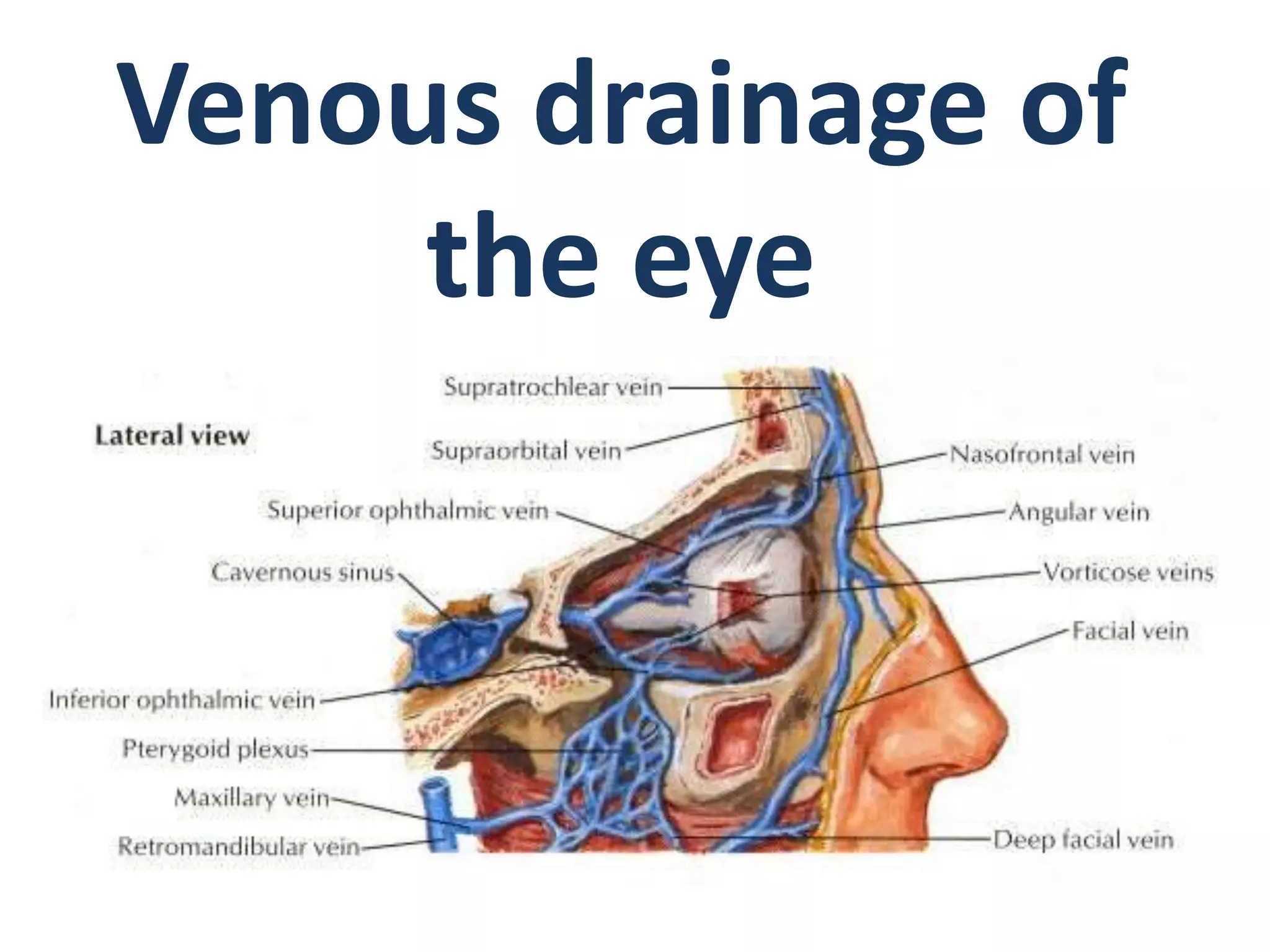 Blood supply of the eye | PPTX