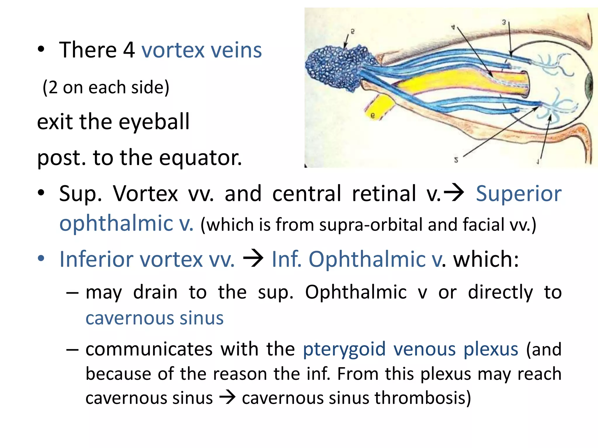 Blood supply of the eye | PPTX
