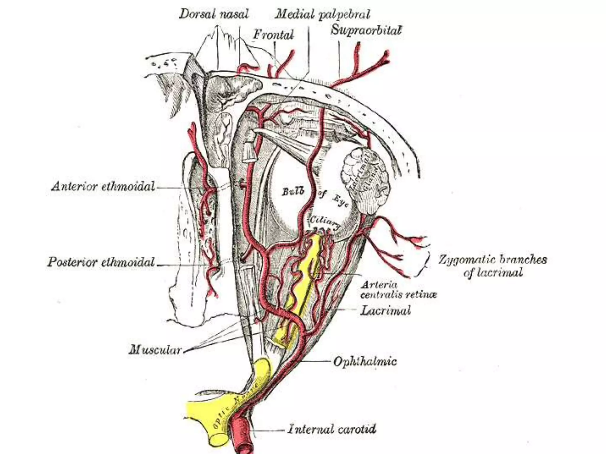Blood supply of the eye | PPTX