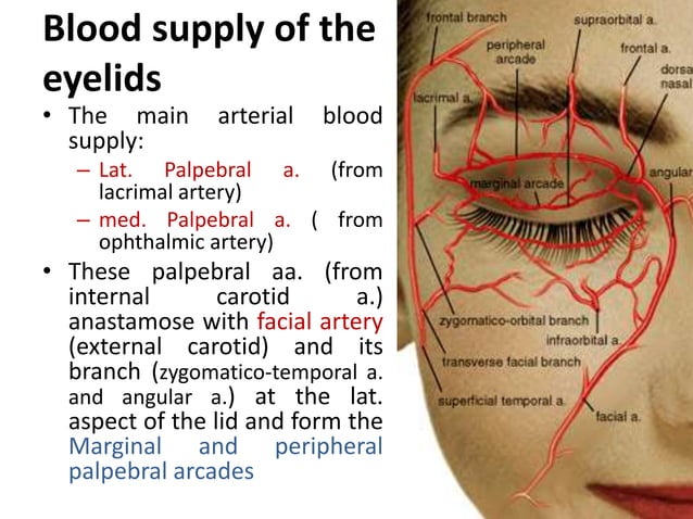 Blood supply of the eye | PPTX | Eye and Vision Conditions | Diseases ...