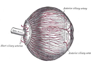 Blood supply of the eye | PPTX