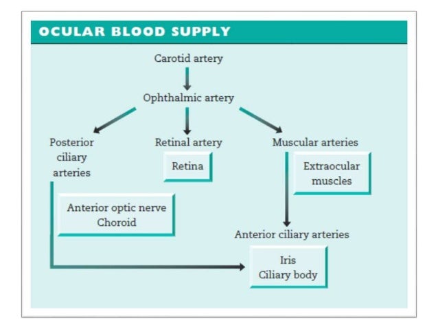 Blood supply of the eye