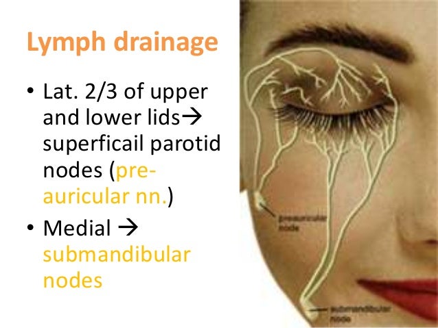 Blood supply of the eye