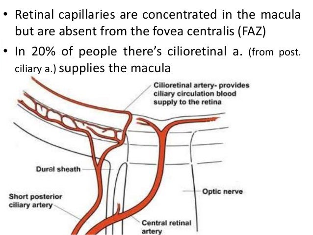 Blood supply of the eye