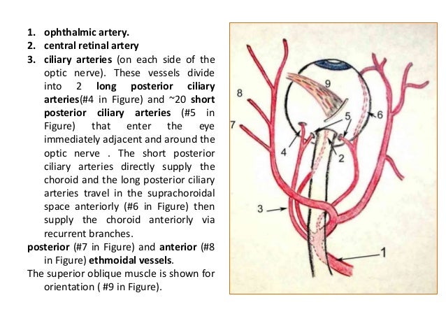 Blood supply of the eye