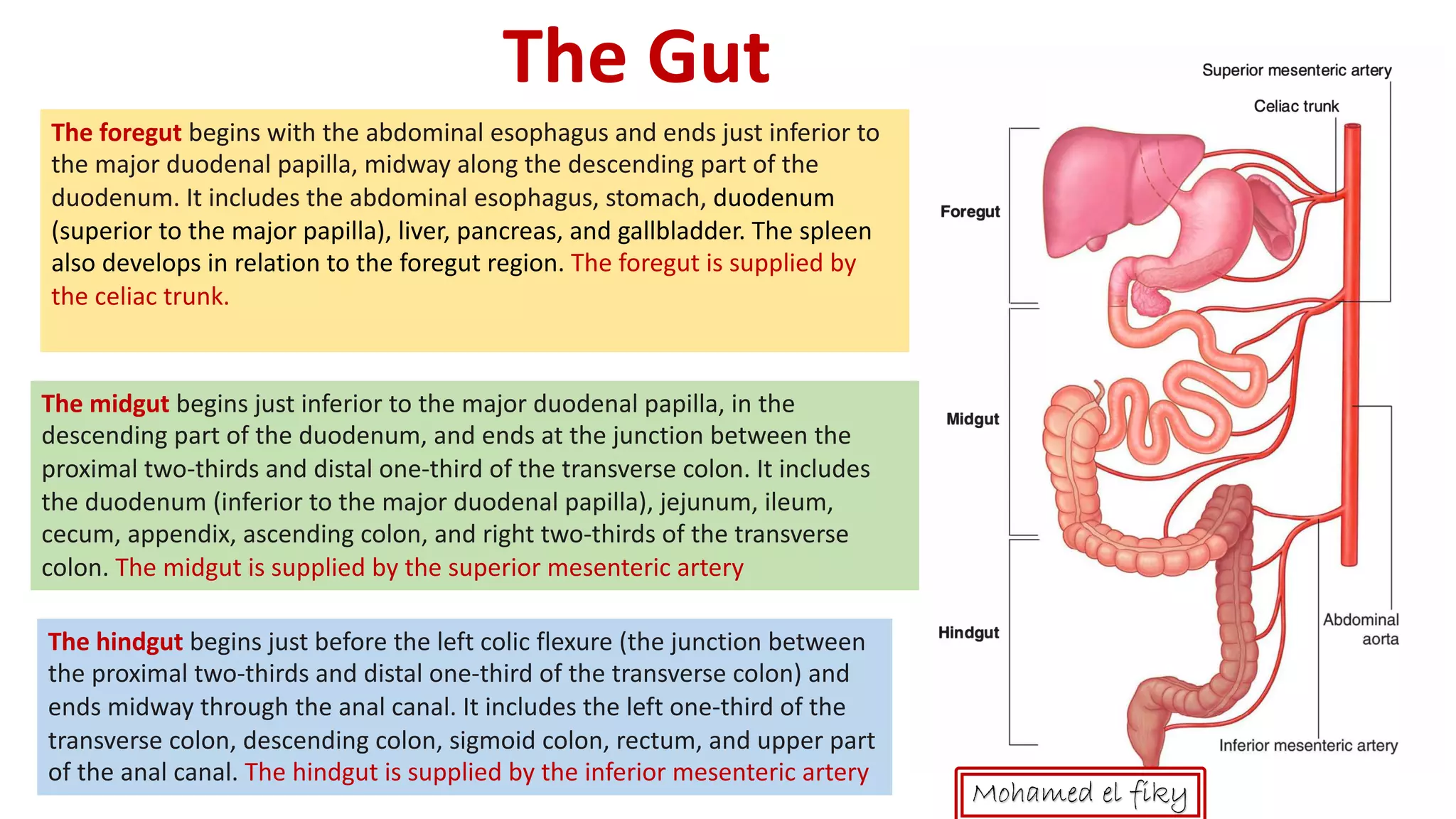 Blood supply of the gut | PDF