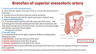 Blood supply of the gut | PDF