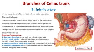 Blood supply of the gut | PDF