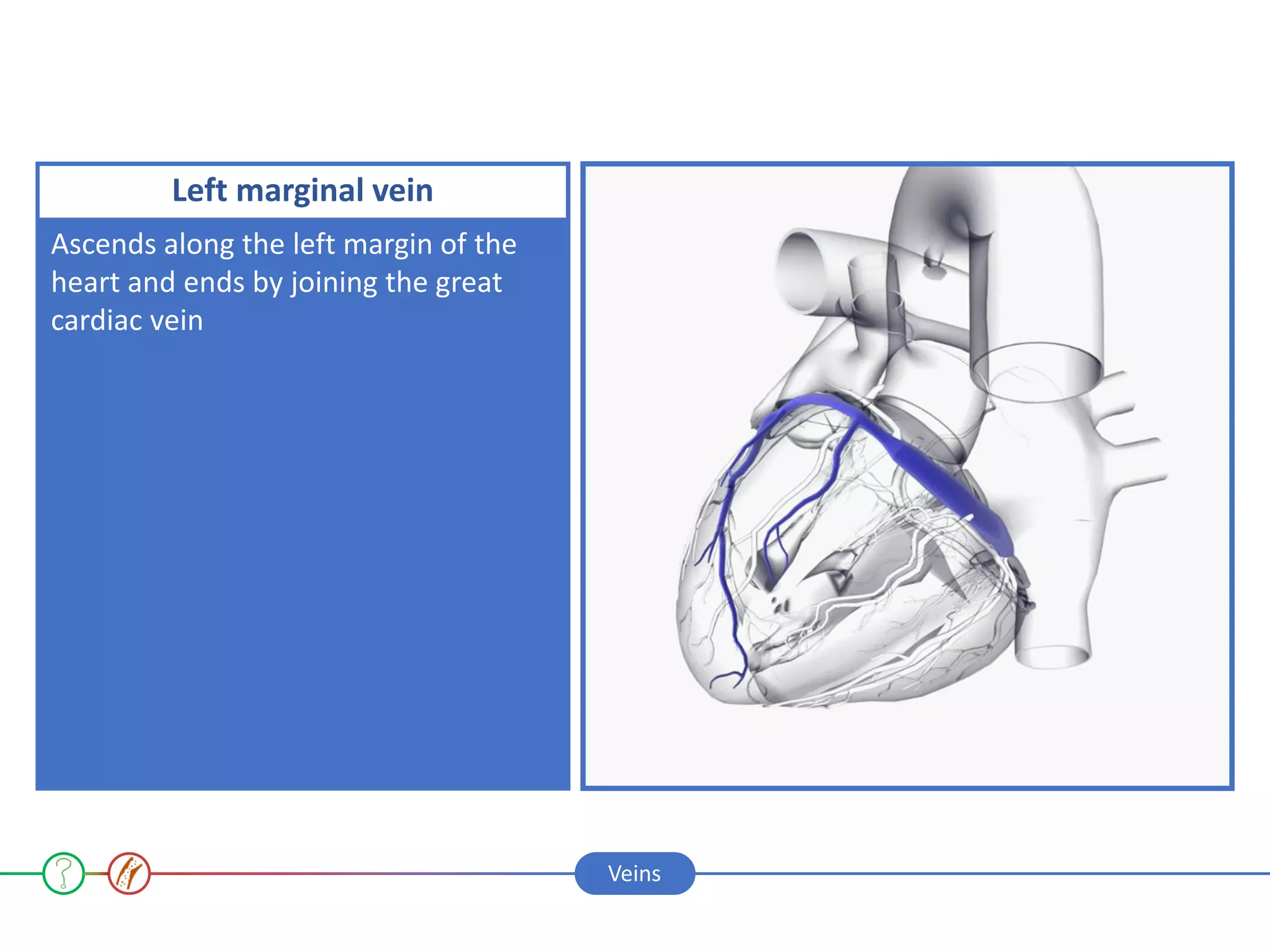 Blood supply of the heart | PDF