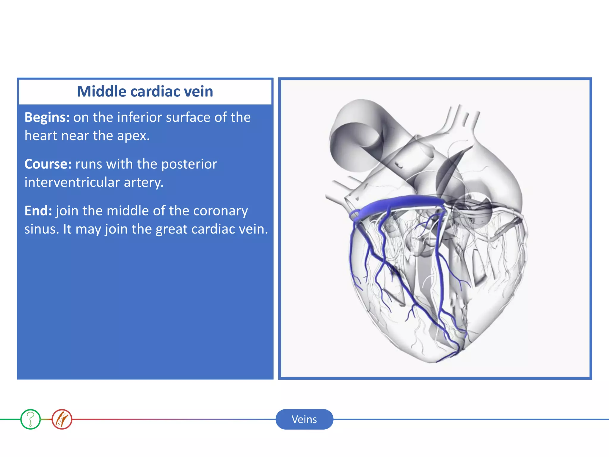 Blood supply of the heart | PDF