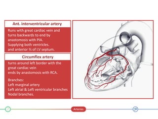 Blood supply of the heart | PDF | Heart and Cardiovascular Diseases ...