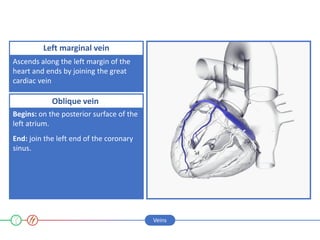 Blood supply of the heart | PDF | Heart and Cardiovascular Diseases ...