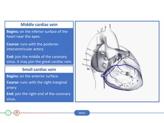 Blood supply of the heart | PDF | Heart and Cardiovascular Diseases ...