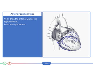 Blood supply of the heart | PDF