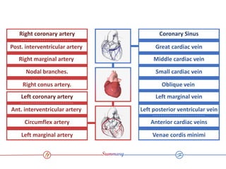 Blood supply of the heart | PDF | Heart and Cardiovascular Diseases ...
