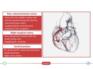 Blood supply of the heart | PDF