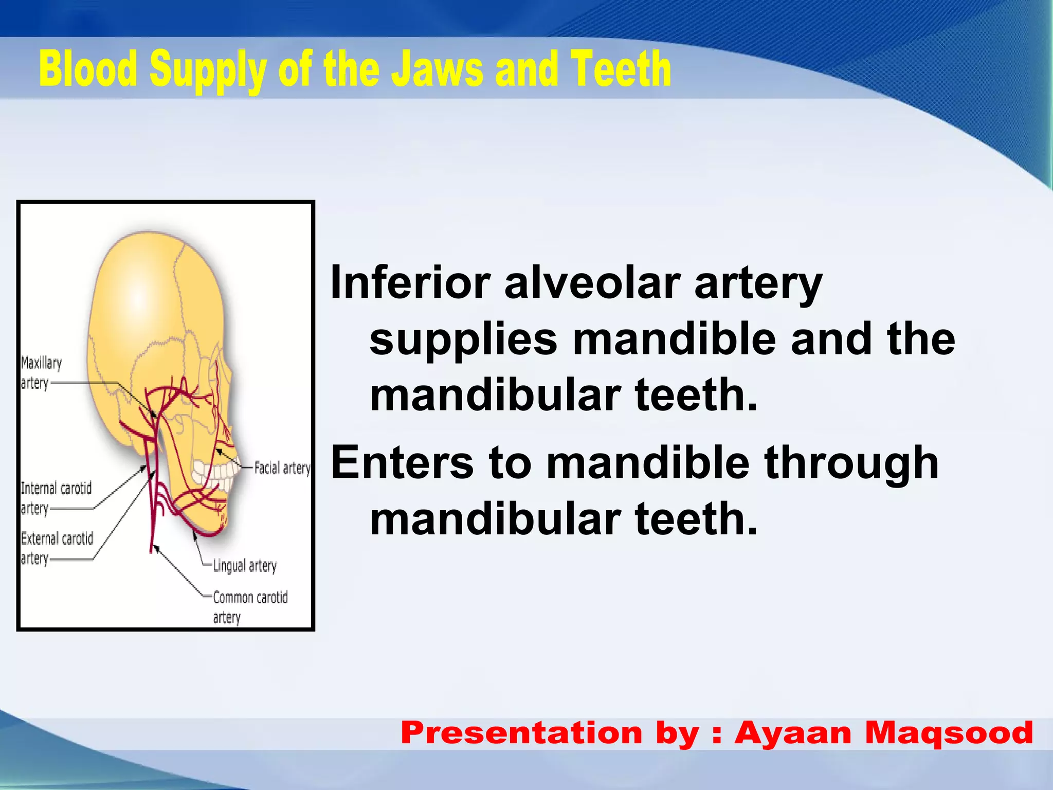 Blood supply of the jaws and teeth | PPT