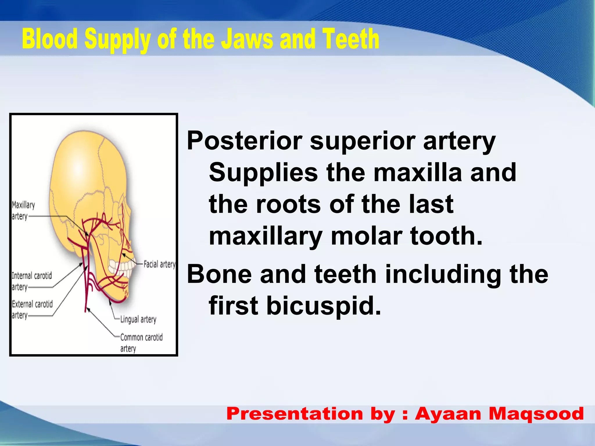 Blood supply of the jaws and teeth | PPT