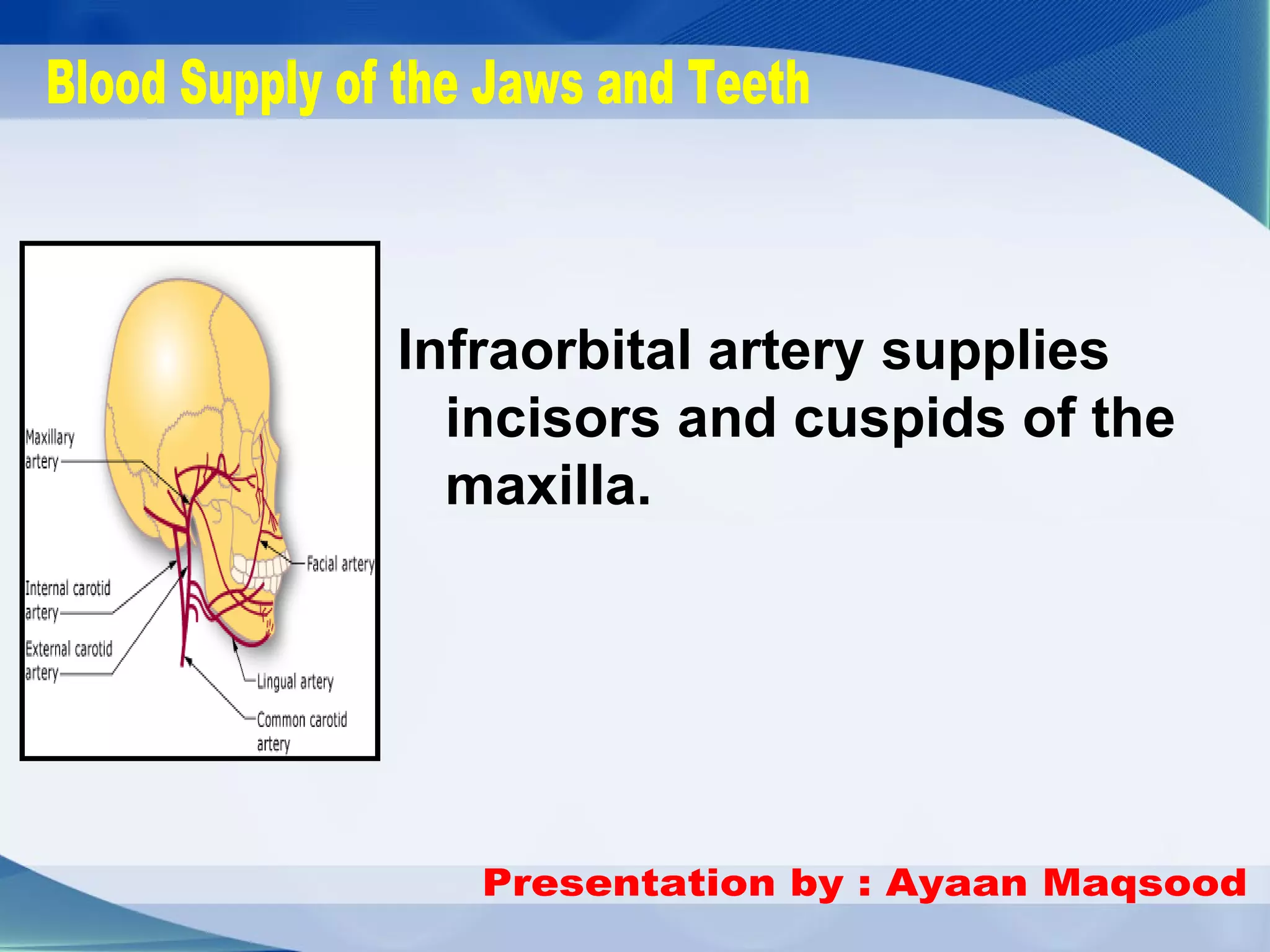Blood supply of the jaws and teeth | PPT