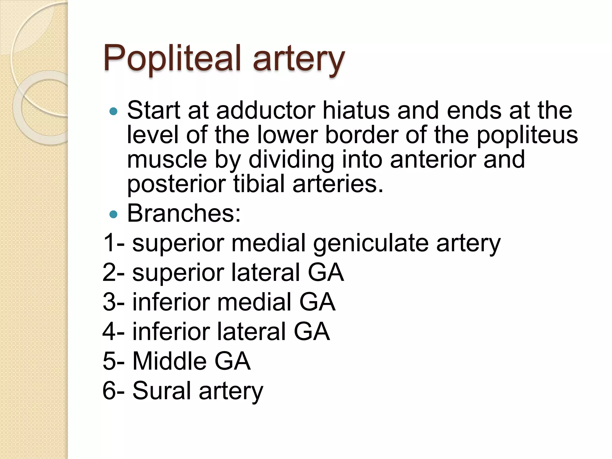 Blood supply of the lower limb.pptx