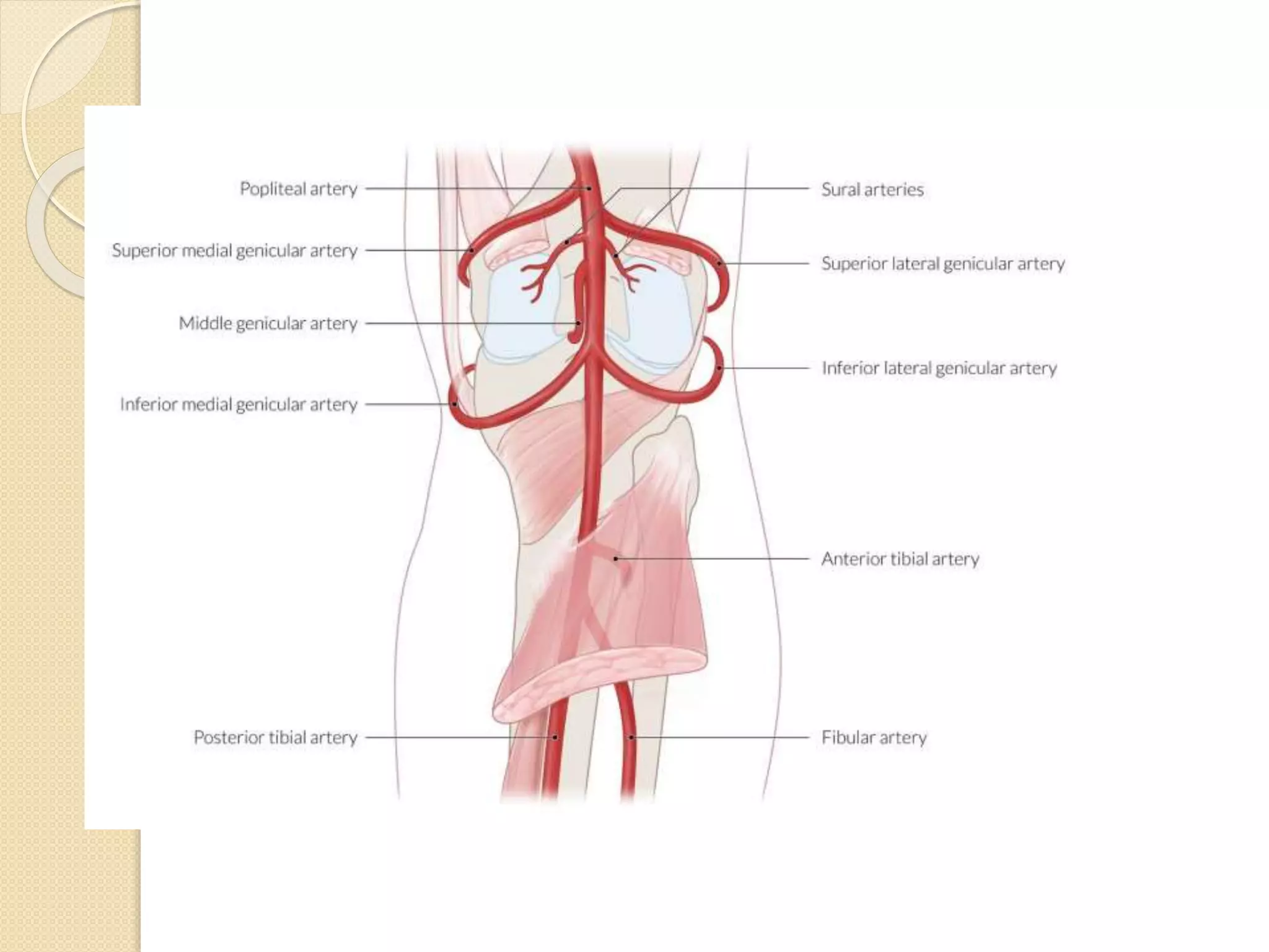 Blood supply of the lower limb.pptx