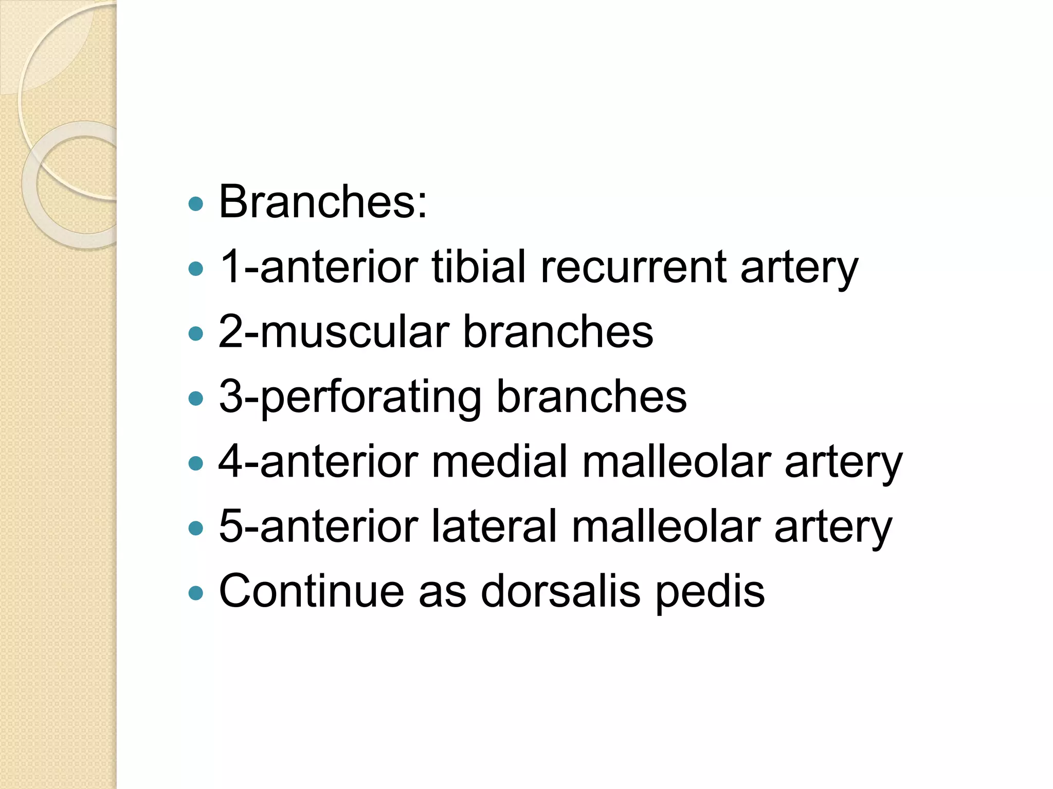 Blood supply of the lower limb.pptx