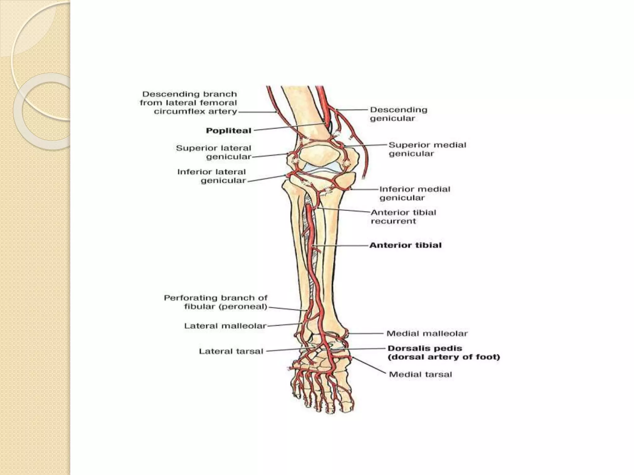 Blood supply of the lower limb.pptx