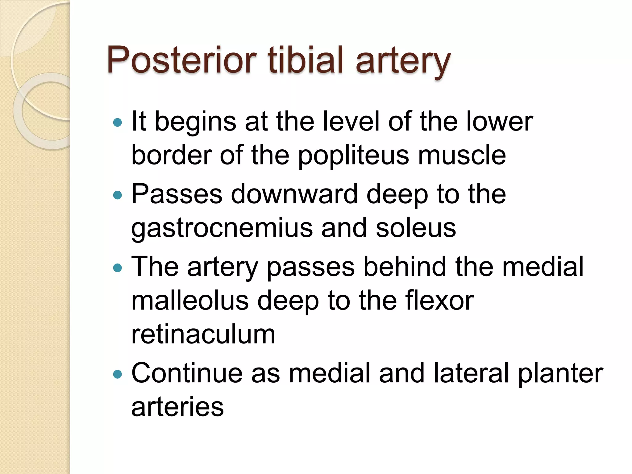 Blood supply of the lower limb.pptx
