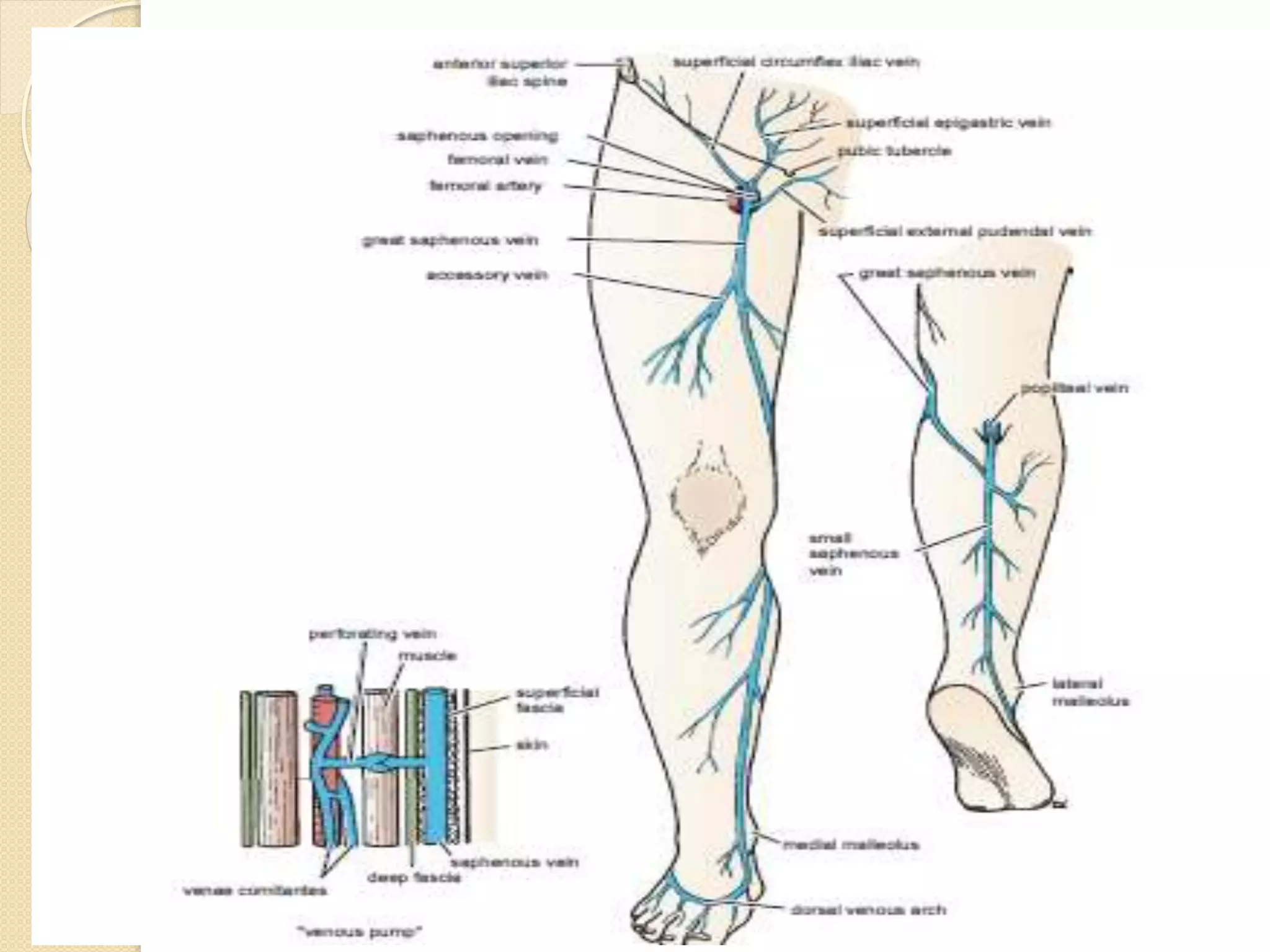 Blood supply of the lower limb.pptx