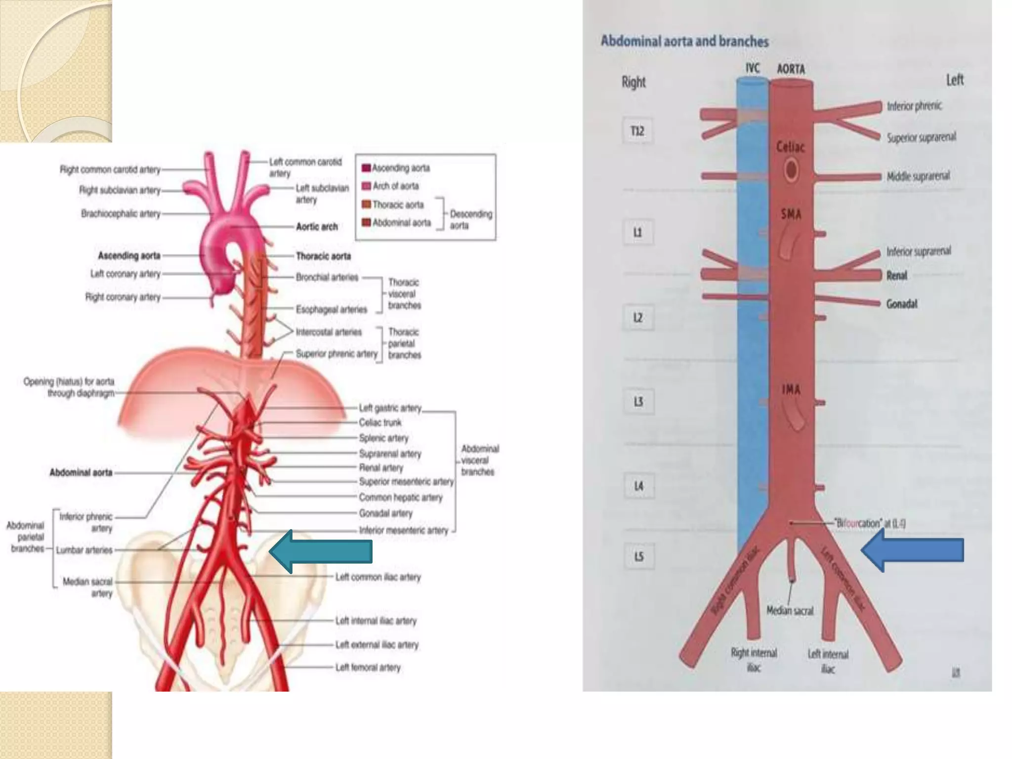 Blood supply of the lower limb.pptx