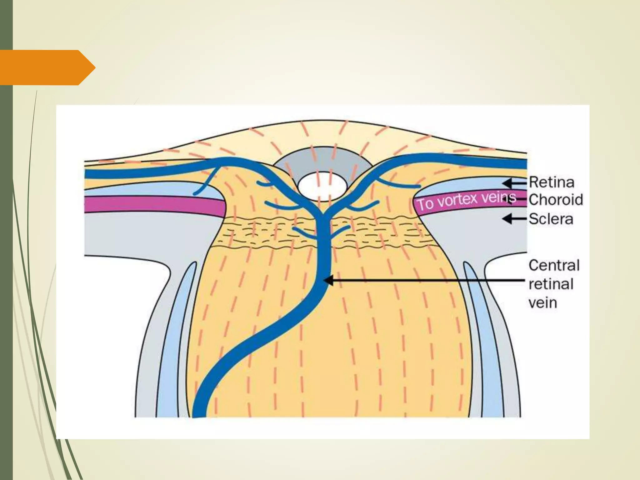 Blood supply of the optic nerve | PPTX