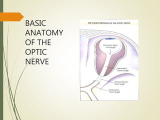 Blood supply of the optic nerve | PPTX
