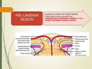 Blood supply of the optic nerve | PPTX