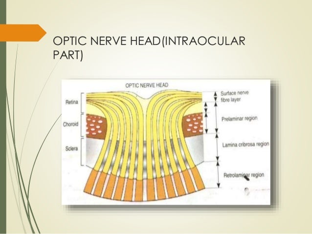 Blood supply of the optic nerve