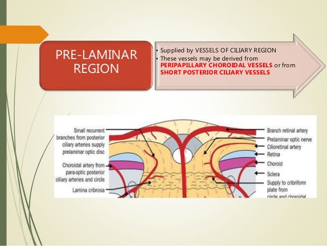 Blood supply of the optic nerve