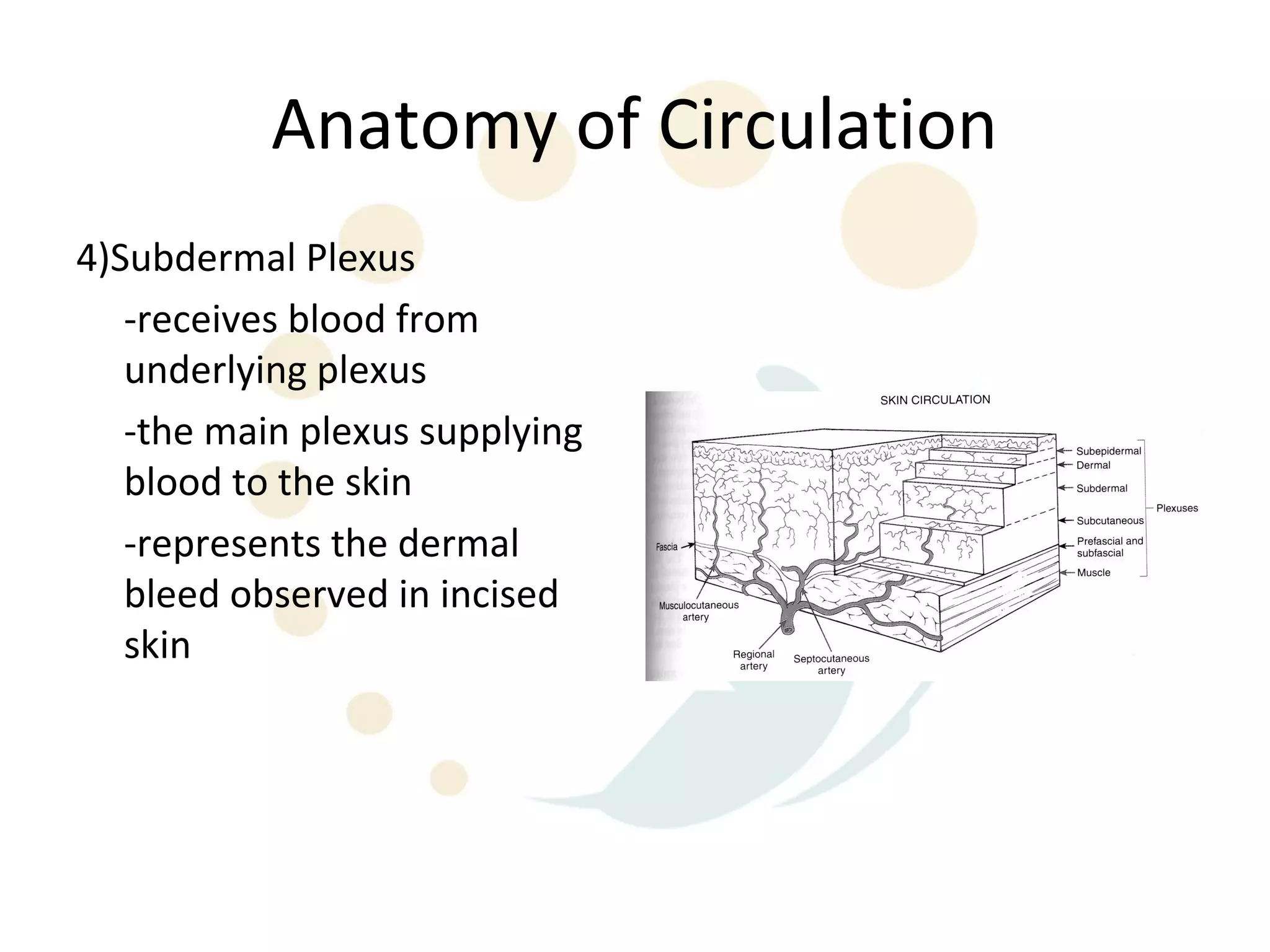Blood supply of the skin | PPT