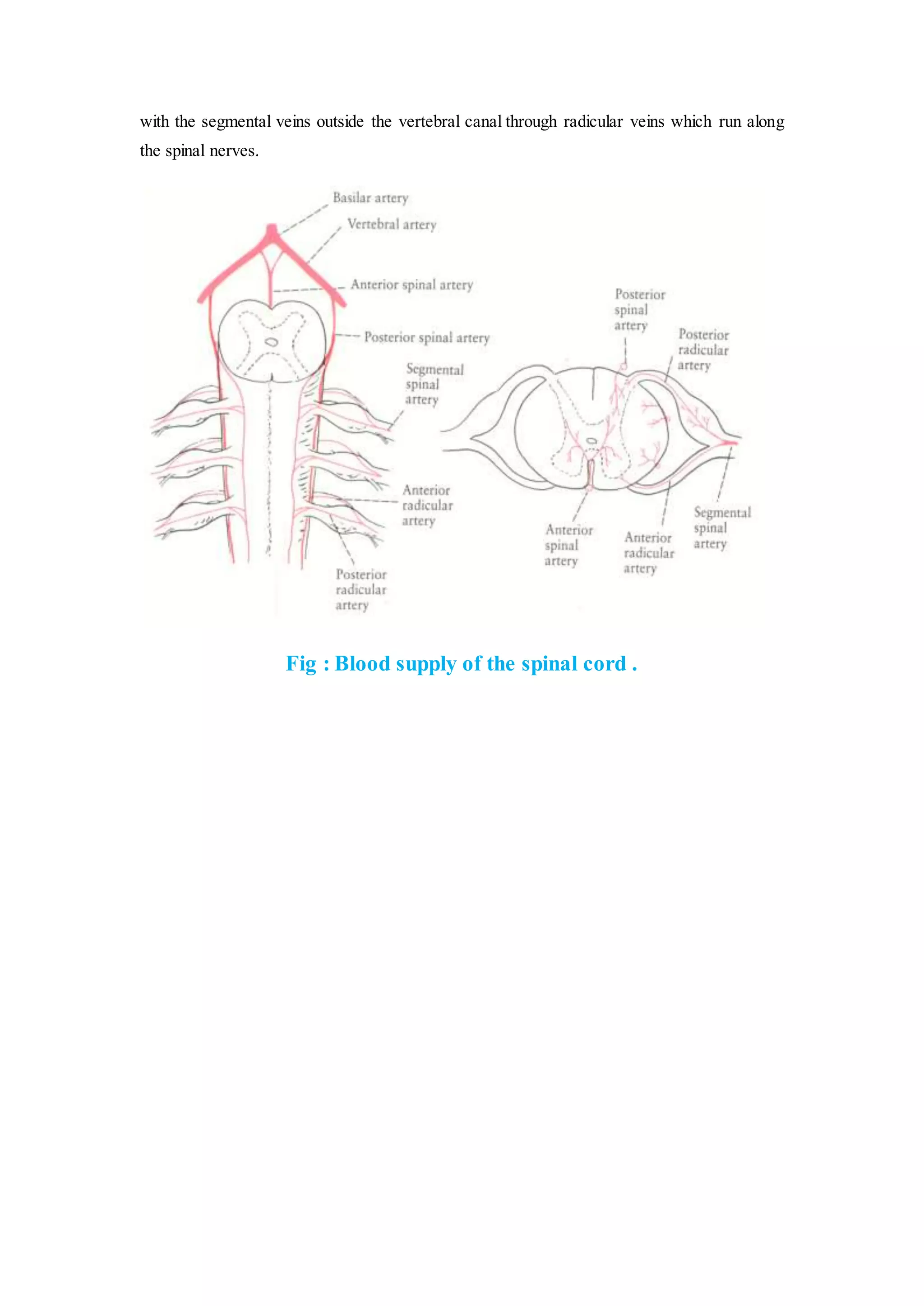 Blood suppcly of_the_spinal_cord | DOCX