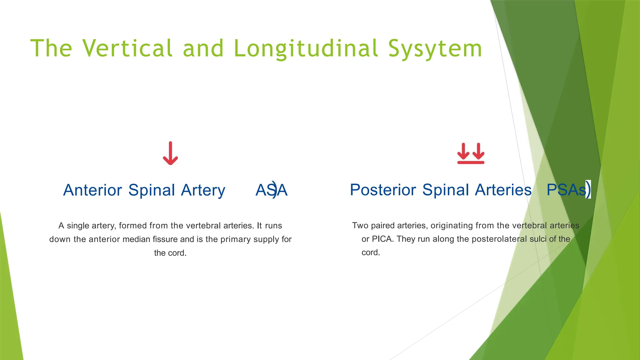 Blood Supply of the Spinal Cord by Likhithaa).pptx