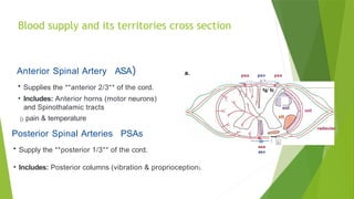 Blood Supply of the Spinal Cord by Likhithaa).pptx