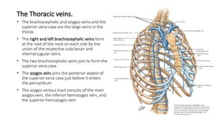 Blood supply of Thoracic Viscera ppt.pptx