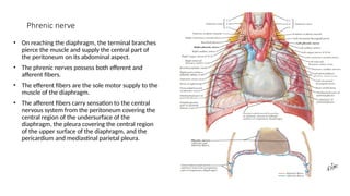 Blood supply of Thoracic Viscera ppt.pptx
