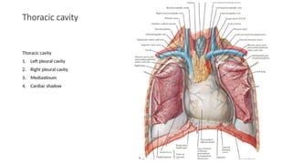 Blood supply of Thoracic Viscera ppt.pptx