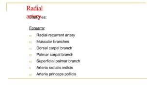 blood supply of upper limb and its clinical anatomy | PPTX