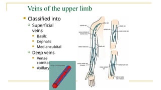 blood supply of upper limb and its clinical anatomy | PPTX