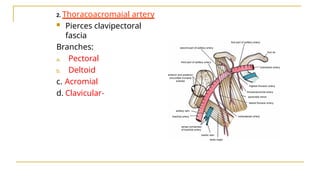 blood supply of upper limb and its clinical anatomy | PPTX