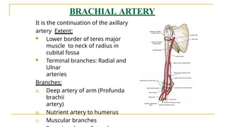 blood supply of upper limb and its clinical anatomy | PPTX