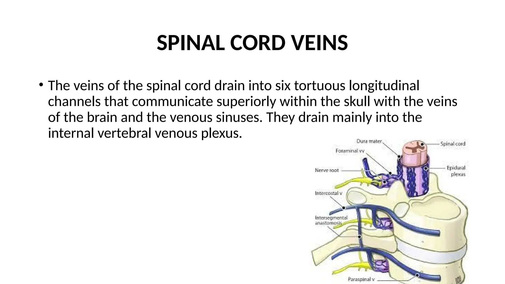 Blood Supply ot the spinal cord and itsimportance.pptx